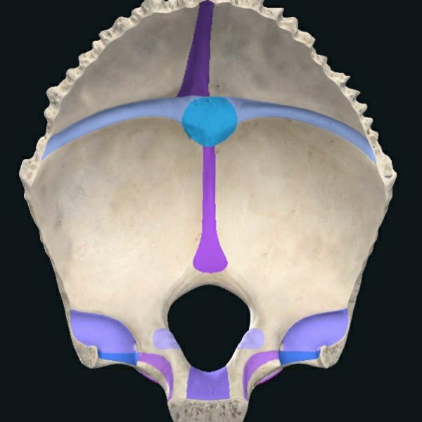 Hueso occipital vista endocraneal