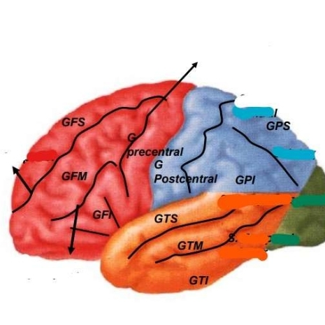 Surcos y giros lateral