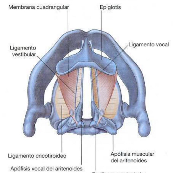 Cuerdas vocales
