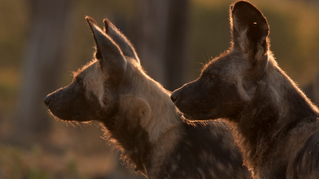 Dinastias: Mabeco - O Teu AMC