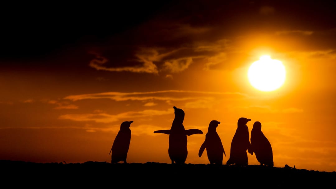 Patagónia, Vida nos Confins do Mundo - O Teu AMC