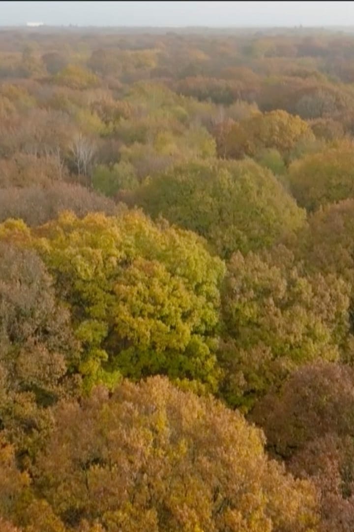 O Mundo Invisível das Florestas: O Carvalho (França) - O Teu AMC