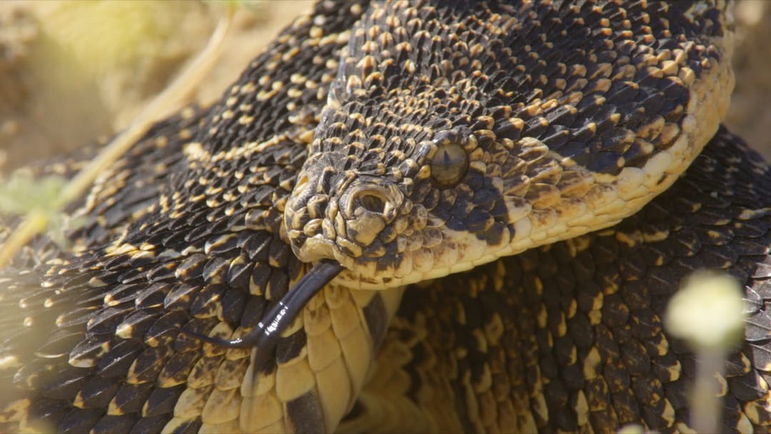 Serpentes Letais da África do Sul: O Cabo - O Teu AMC