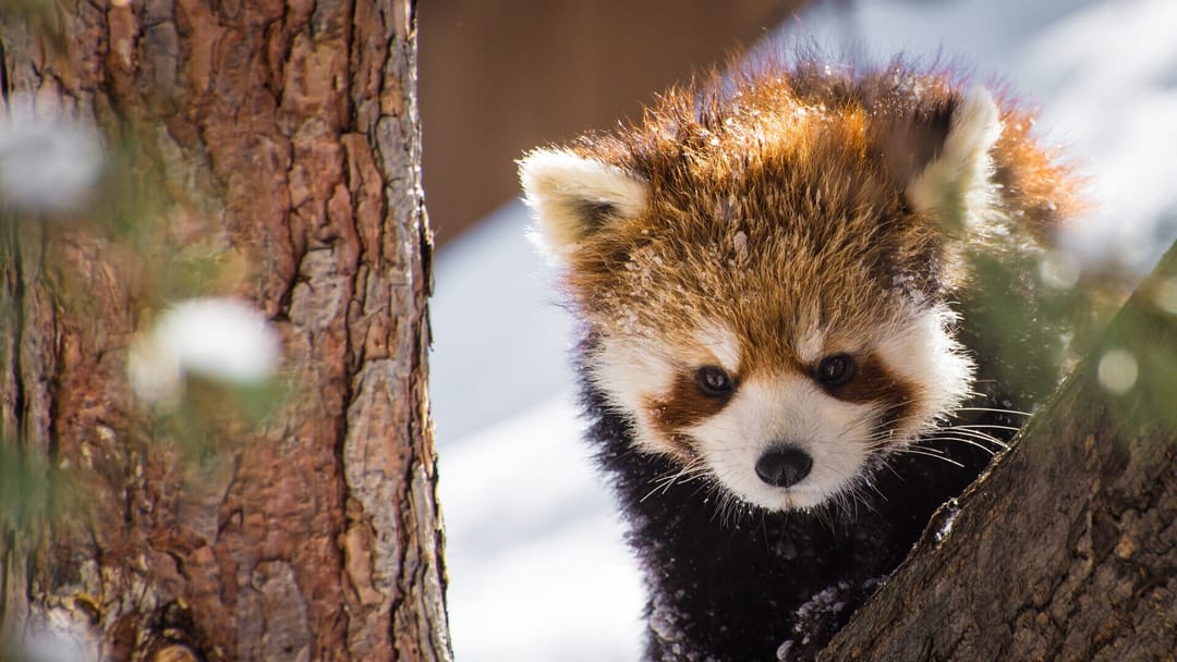 Animais Bebés: Top 10: Os Mais Fofos - O Teu AMC
