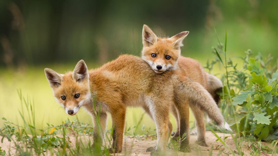 ADN Animal: Canídeos - O Teu AMC