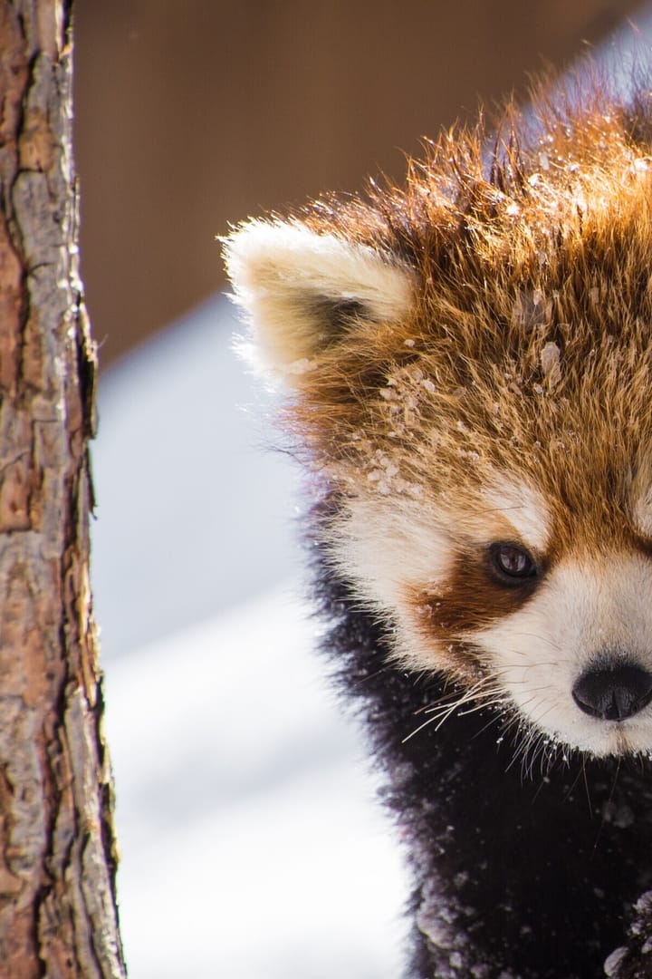 Animais Bebés: Top 10: Os Mais Fofos - O Teu AMC