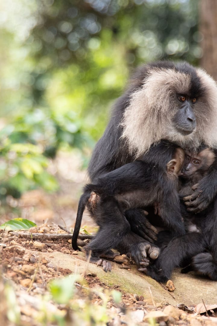 Macaco Com Cauda De Leao Lista De Mamíferos Do Brasil Wikiwand