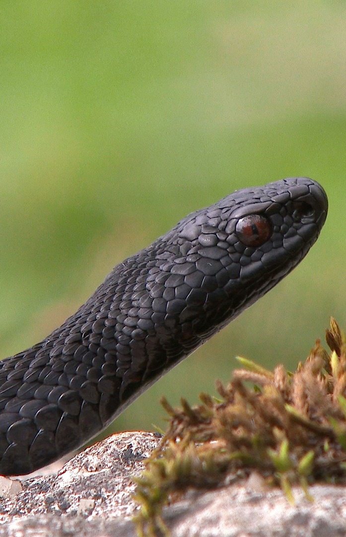 Víboras da Península Ibérica - O Teu AMC