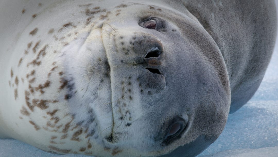 Patagónia, Vida nos Confins do Mundo: Extremo Sul - O Teu AMC