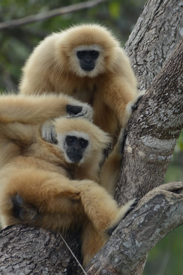 Macacos: Uma Grande Familía Animal: Asia - O Teu AMC