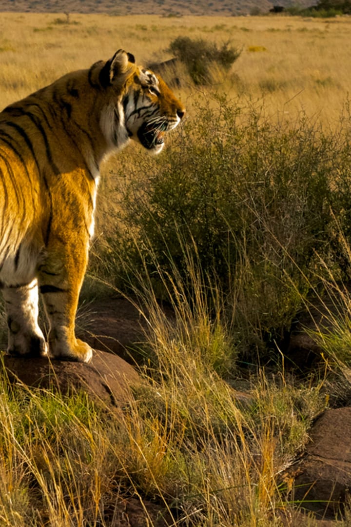 A História dos Felinos: Super-Gatos - O Teu AMC
