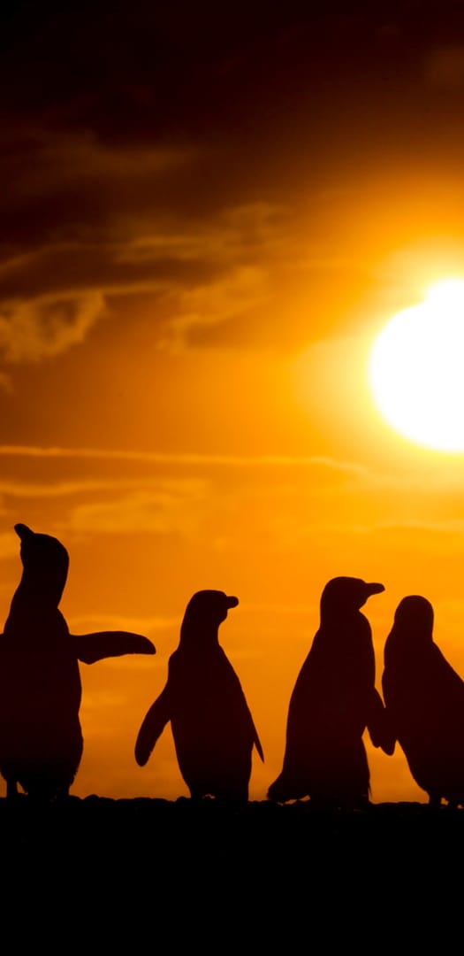 Patagónia, Vida nos Confins do Mundo - O Teu AMC
